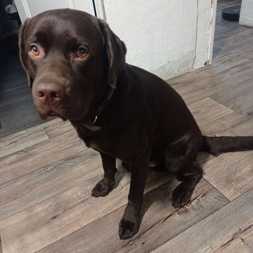 Шоколадный лабрадор