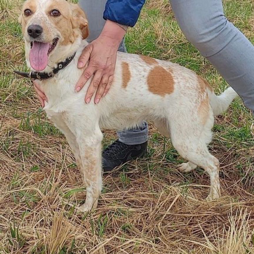 Няша в добрые руки