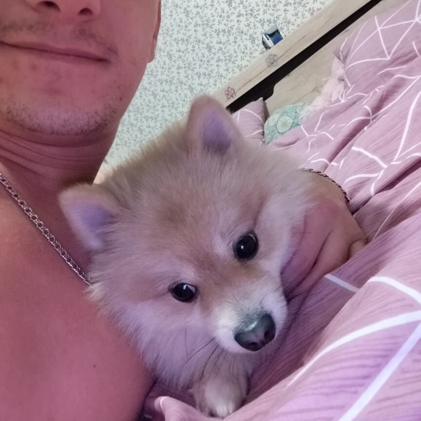 Продажа собак щенков