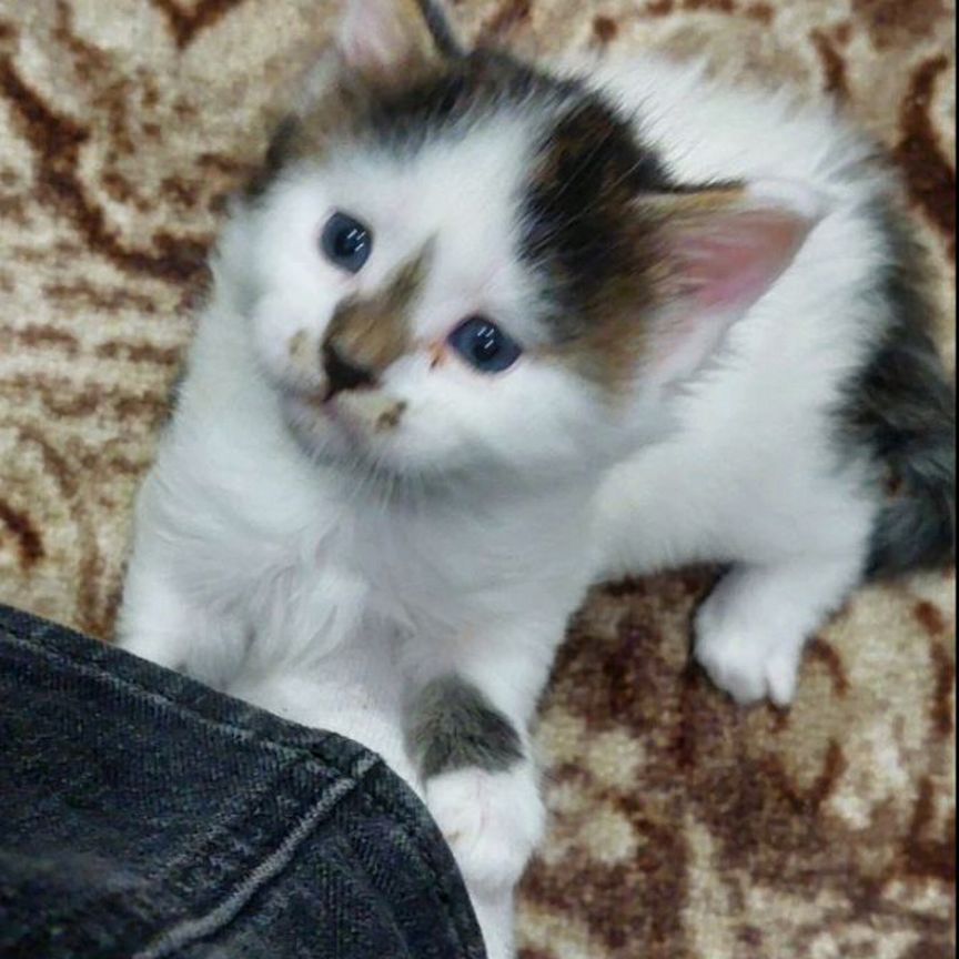 Котята мейн-кун