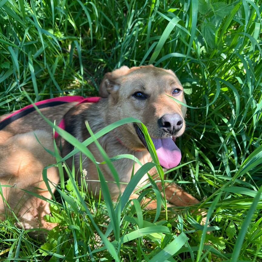 Синди собака в поиске любящего друга