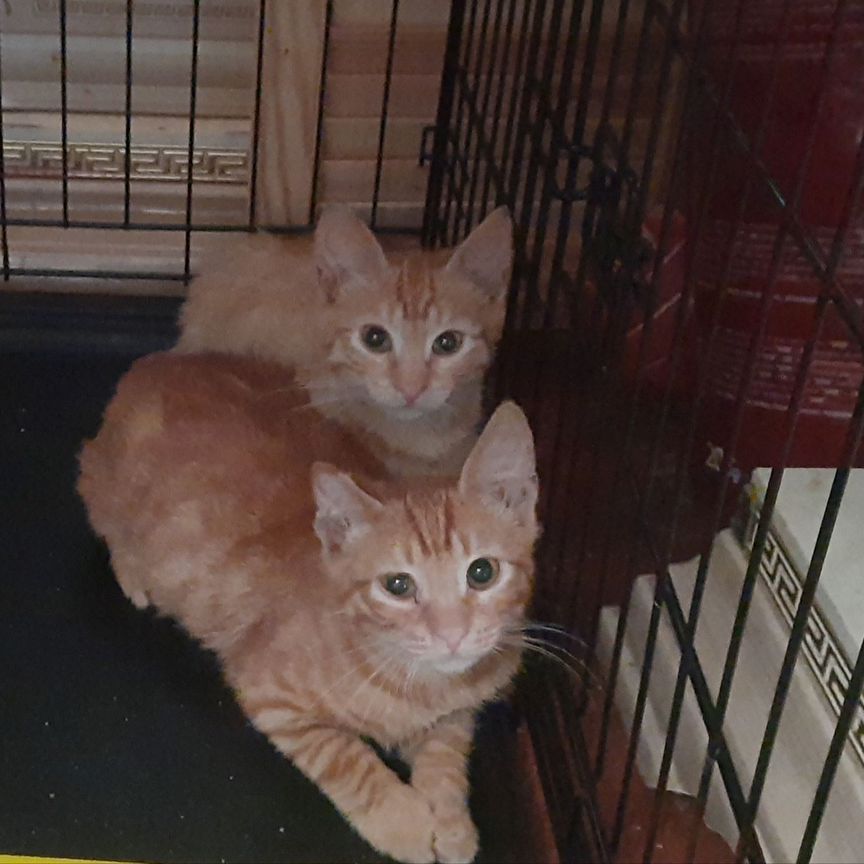 Рыжие котята