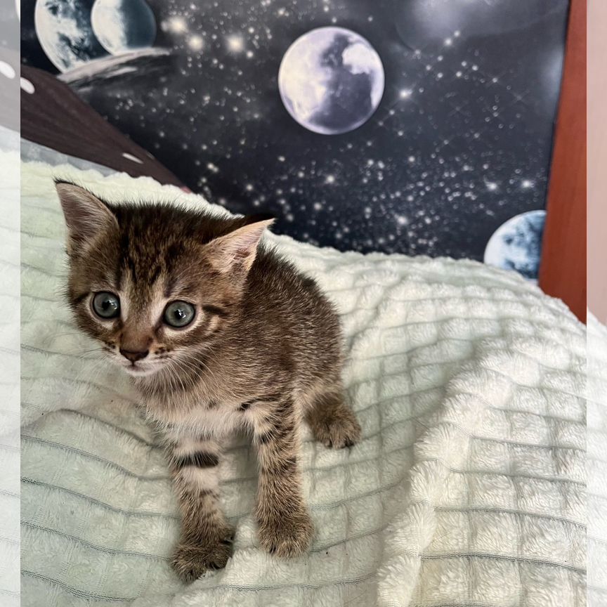Котёнок в добрые руки