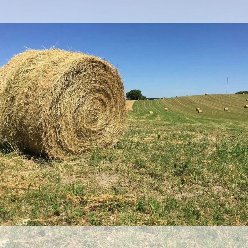 Солома гороховая