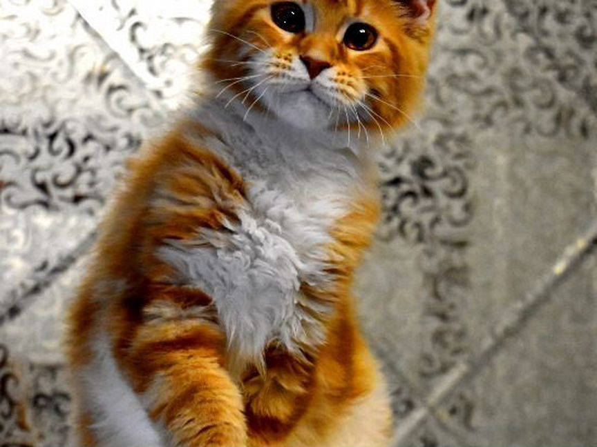Котята мейн-кун рыжие
