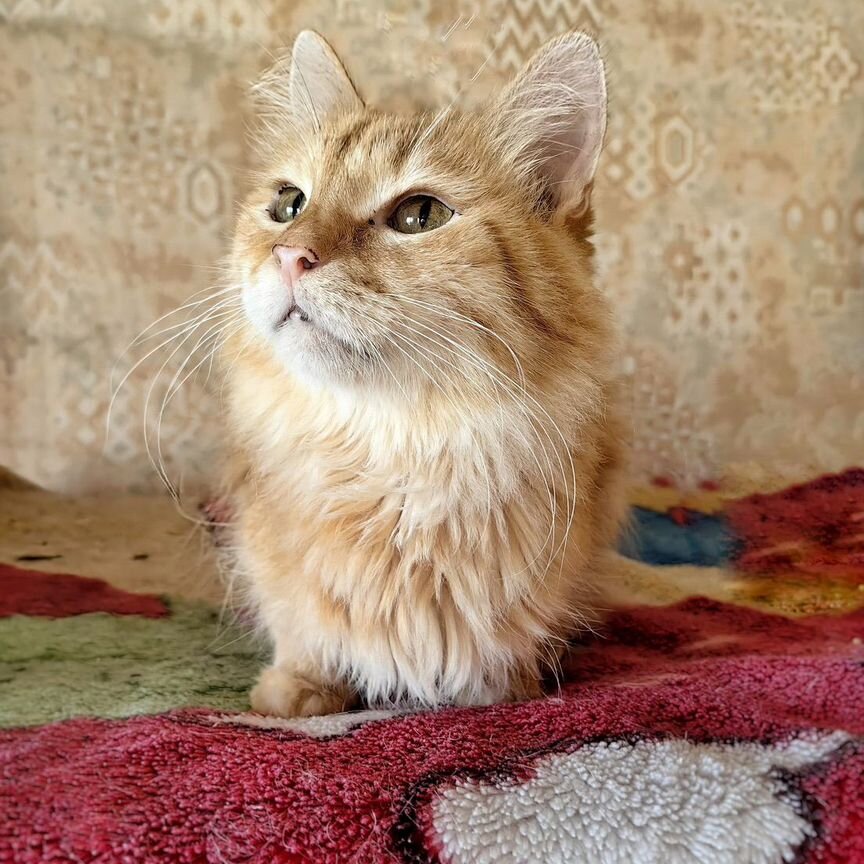Котик Эдик в добрые руки