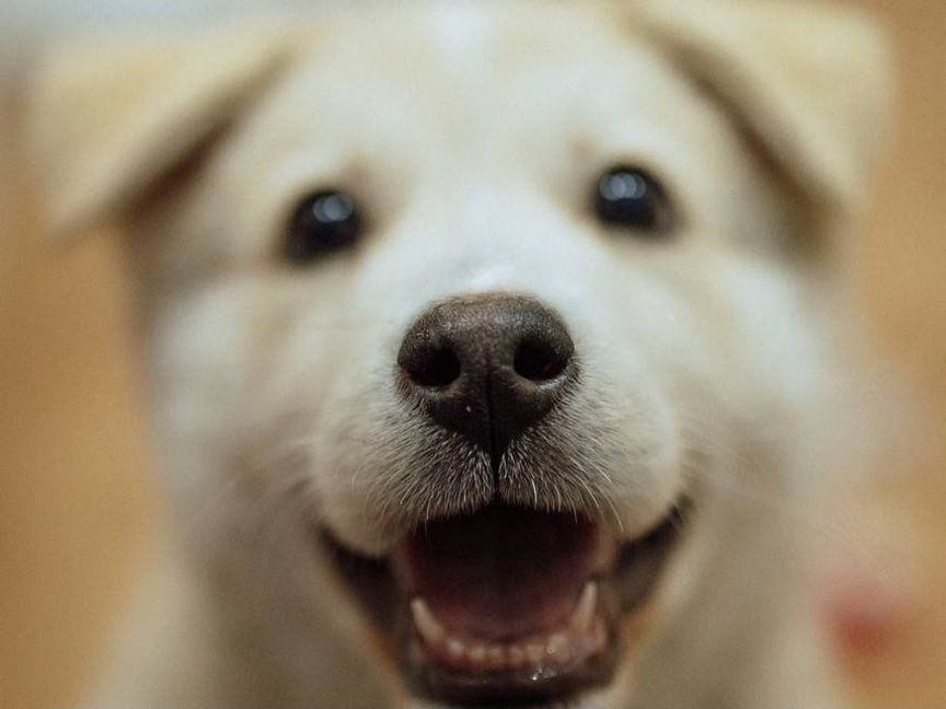 Самый верный друг