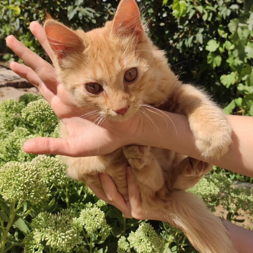 Котята