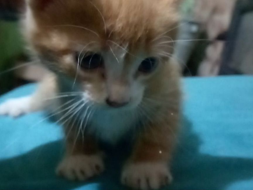Котик от ловчей кошки