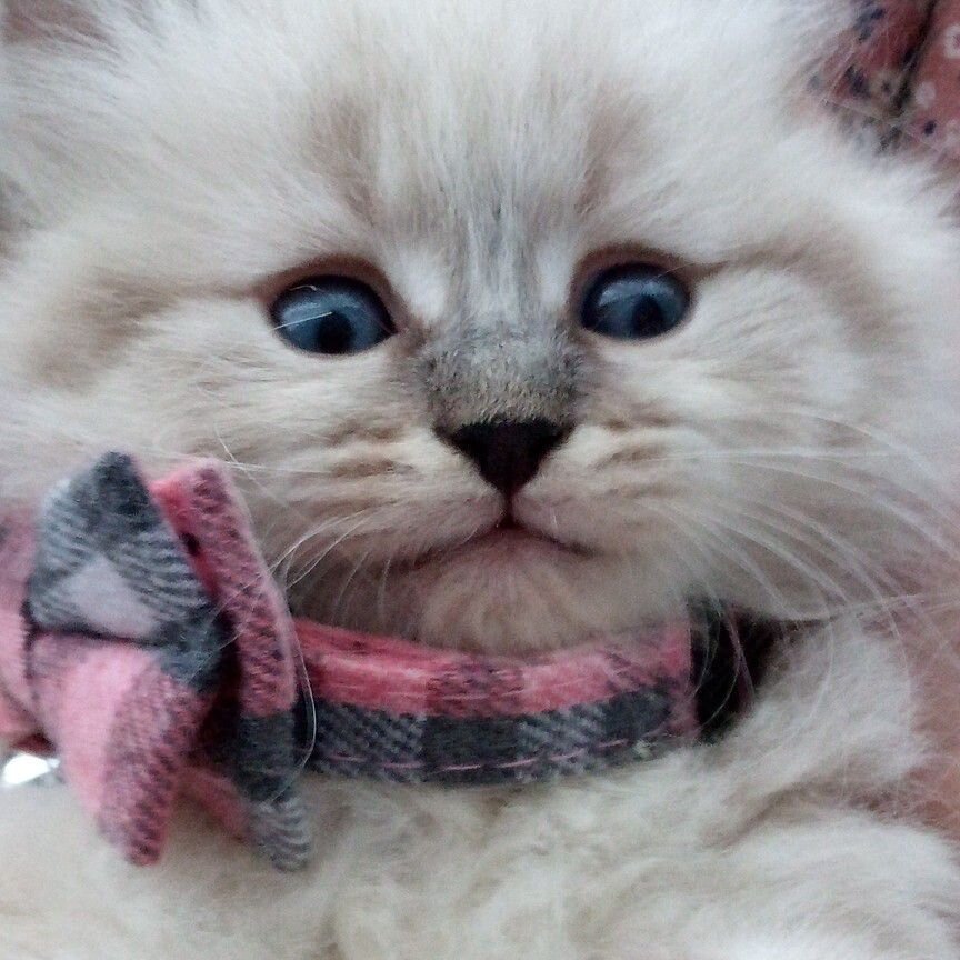 Котята