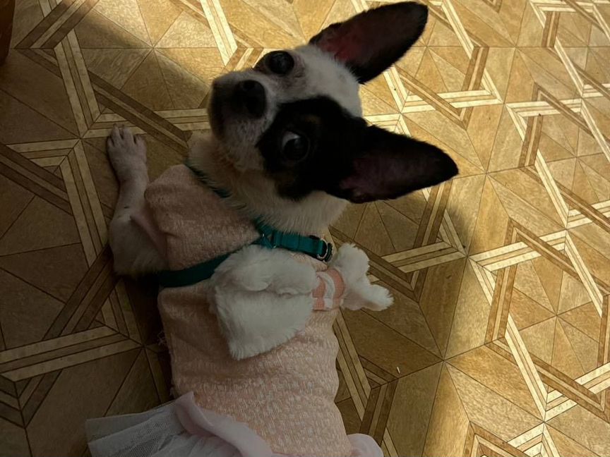 Чихуахуа мини