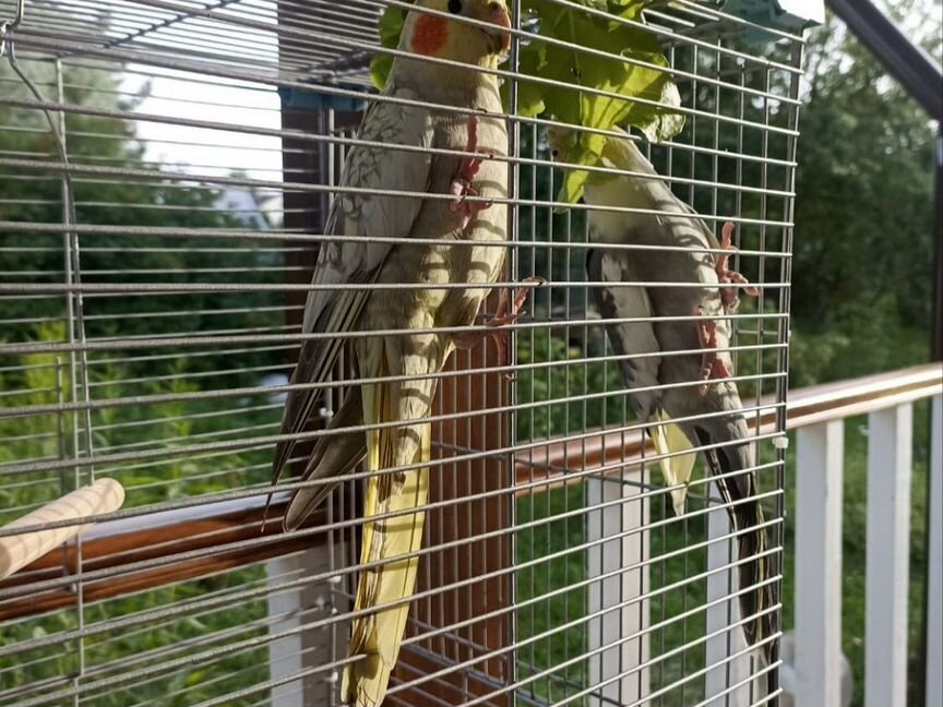 Пара попугаев корелла