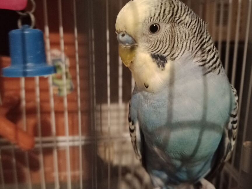Попугай обмен или продажа