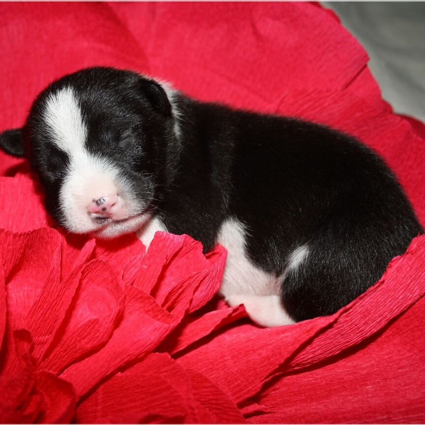 Басенджи, щенок