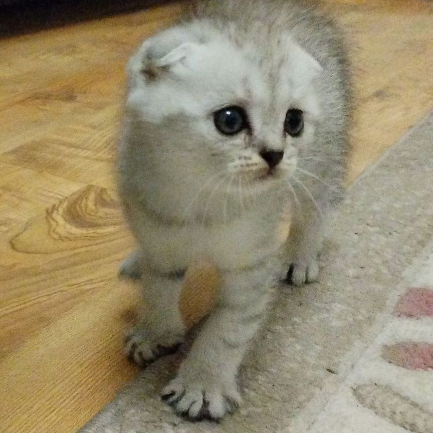 Шотландский вислоухий короткошёрстный котёнок