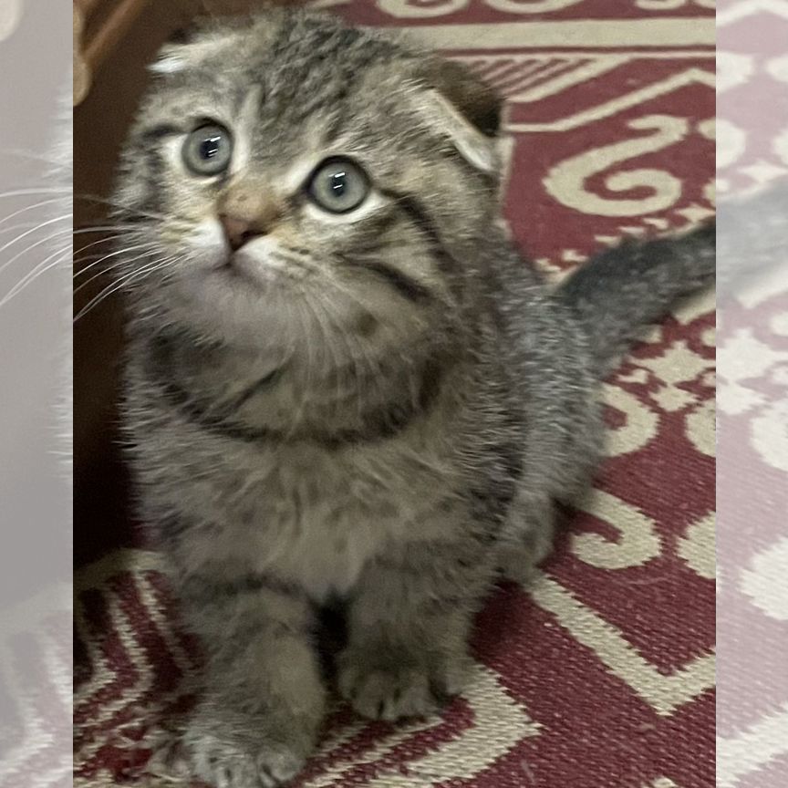 Шотландский вислоухий короткошёрстный котёнок