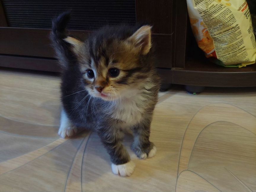 Кошка