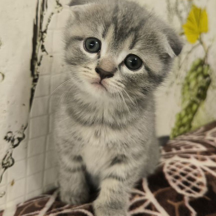 Британский вислоухий кот