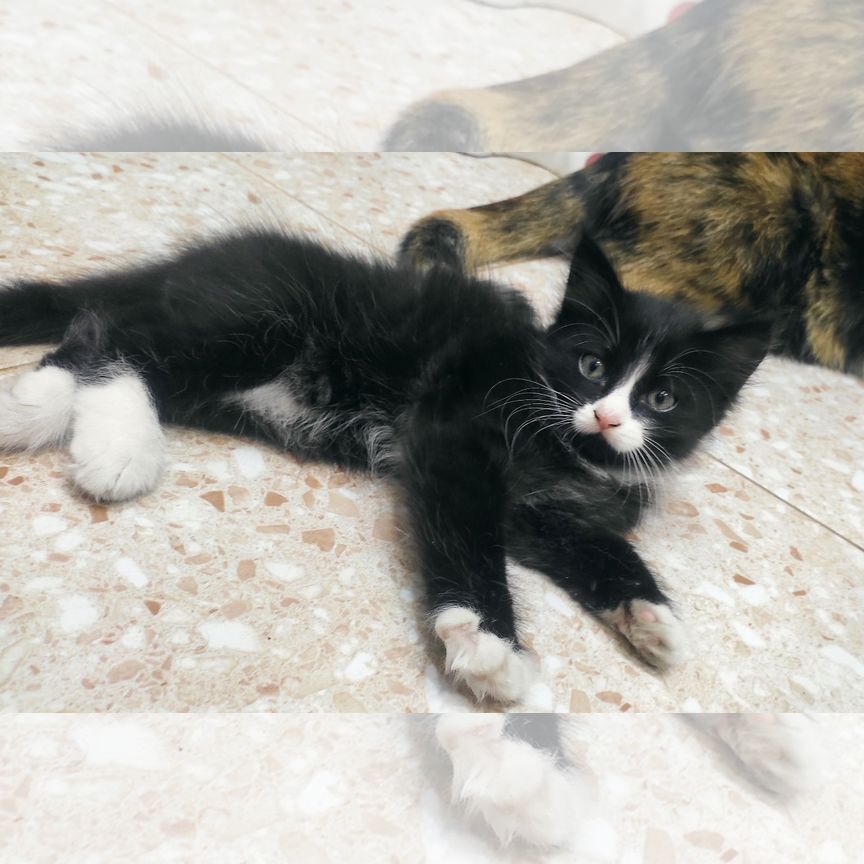 Котёнок в добрые руки