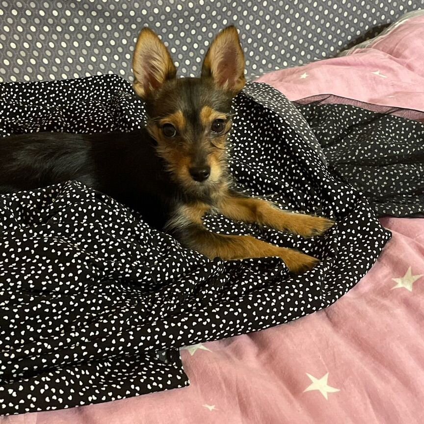 Ищем жениха