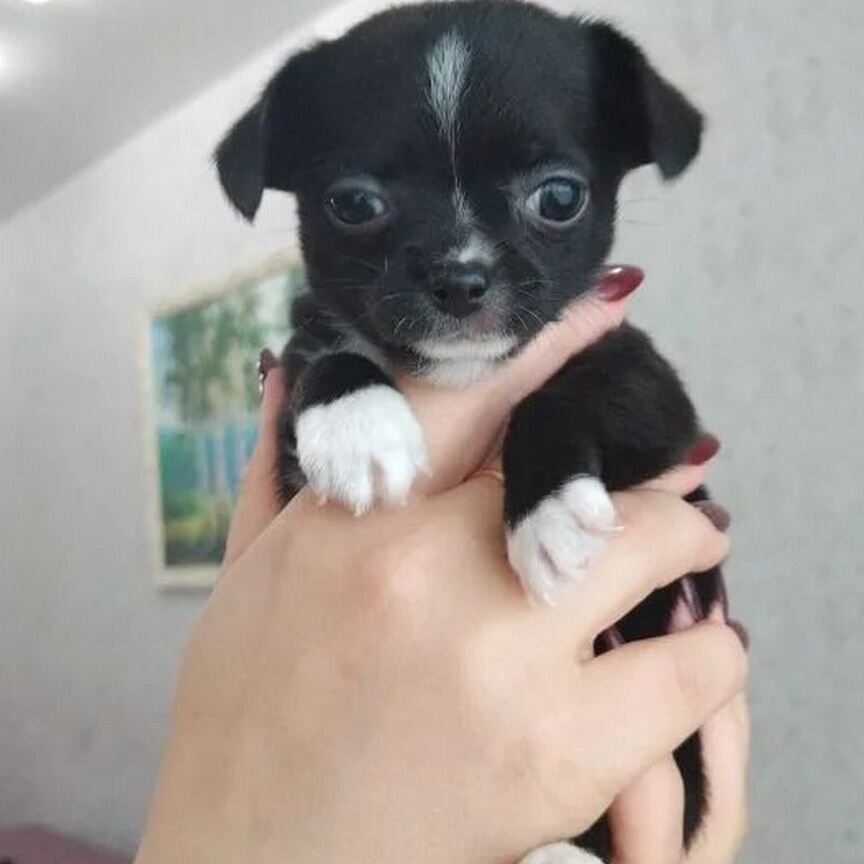Чихуахуа, щенок
