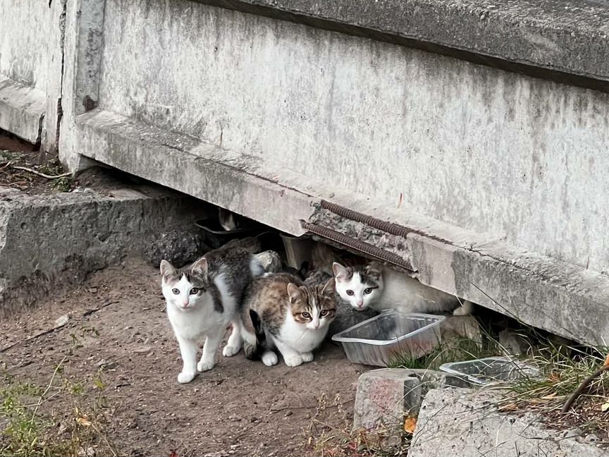 Котятам некуда идти