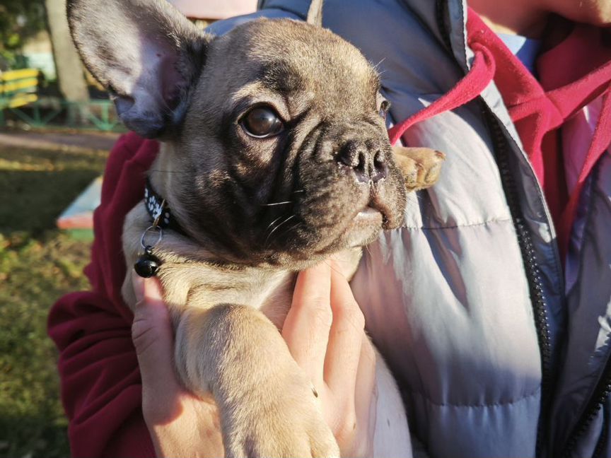 Французский бульдог