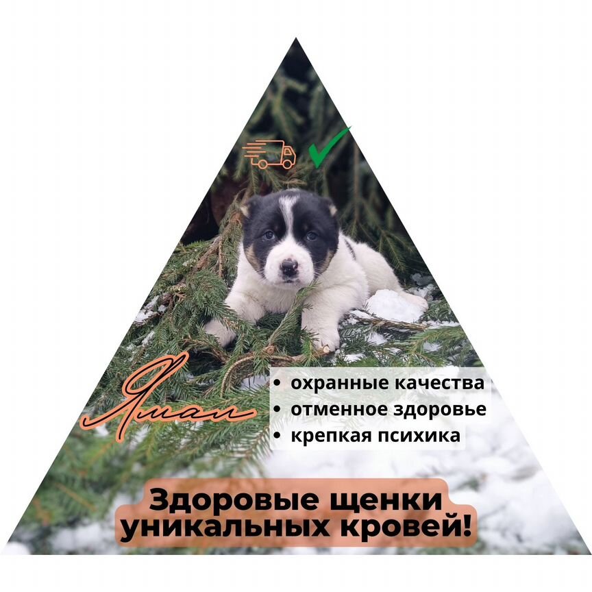 Уникальный щенок овчарки. Щенок кобель Ямал