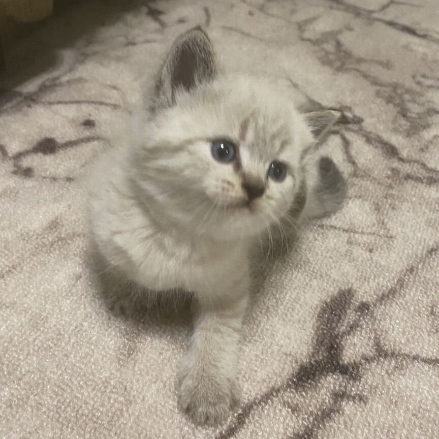 Британский короткошёрстный котёнок