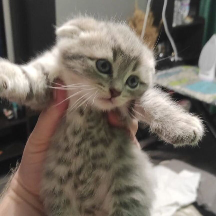 Шотландская вислоухая