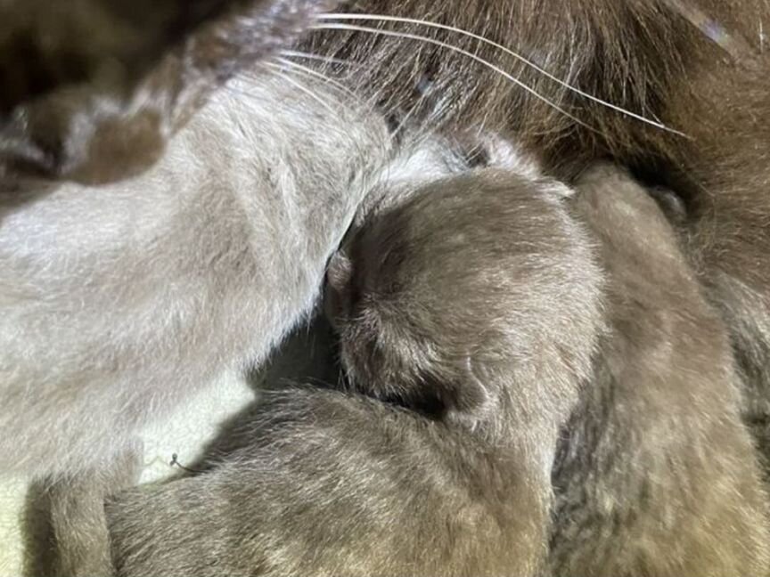 Британская