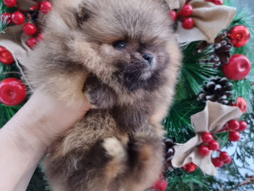 Померанский шпиц