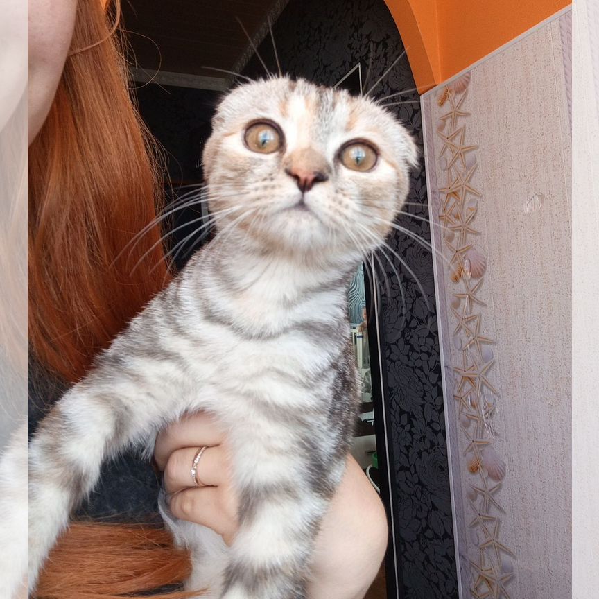 Шотландский вислоухий короткошёрстный котёнок