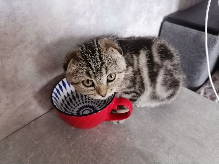 Шотландский вислоухий котенок