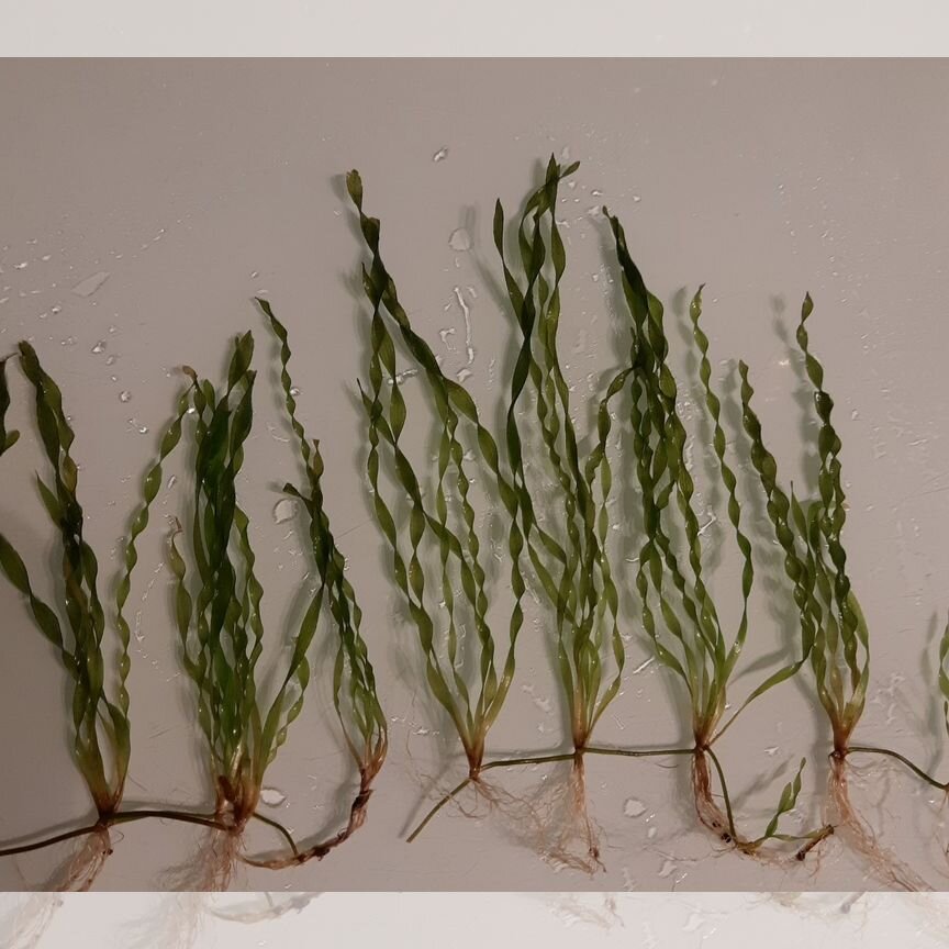 Валиснерия спиральная аквариумное растение