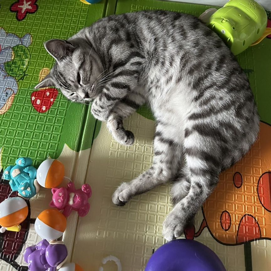 Британский короткошёрстный котёнок