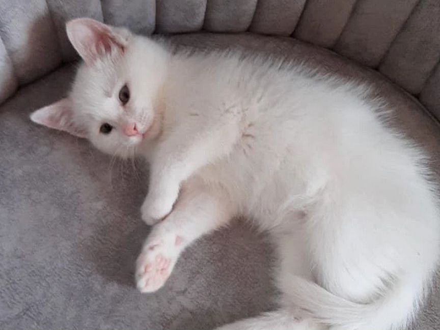 Котëнок в добрые руки, девочка