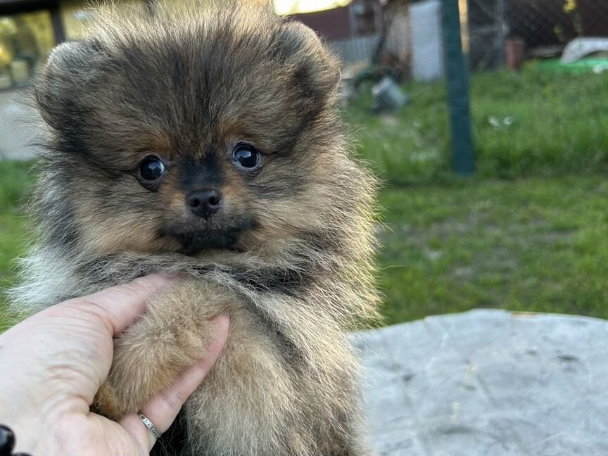 Померанский шпиц