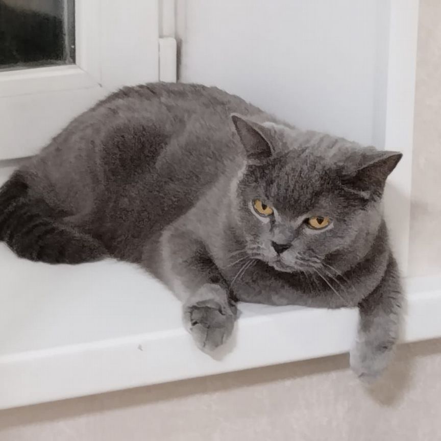 Кошка британка