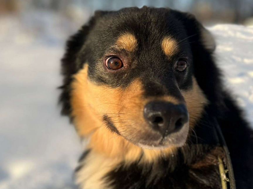 Собака из приюта Некрасовка. Бемби скромный