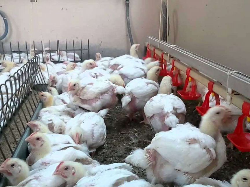 Бройлер подрощенный