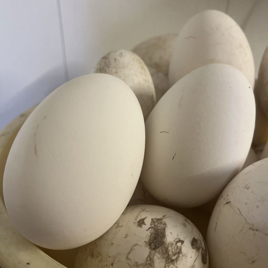 Яйца гусиные