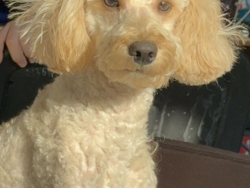 Карликовый пудель