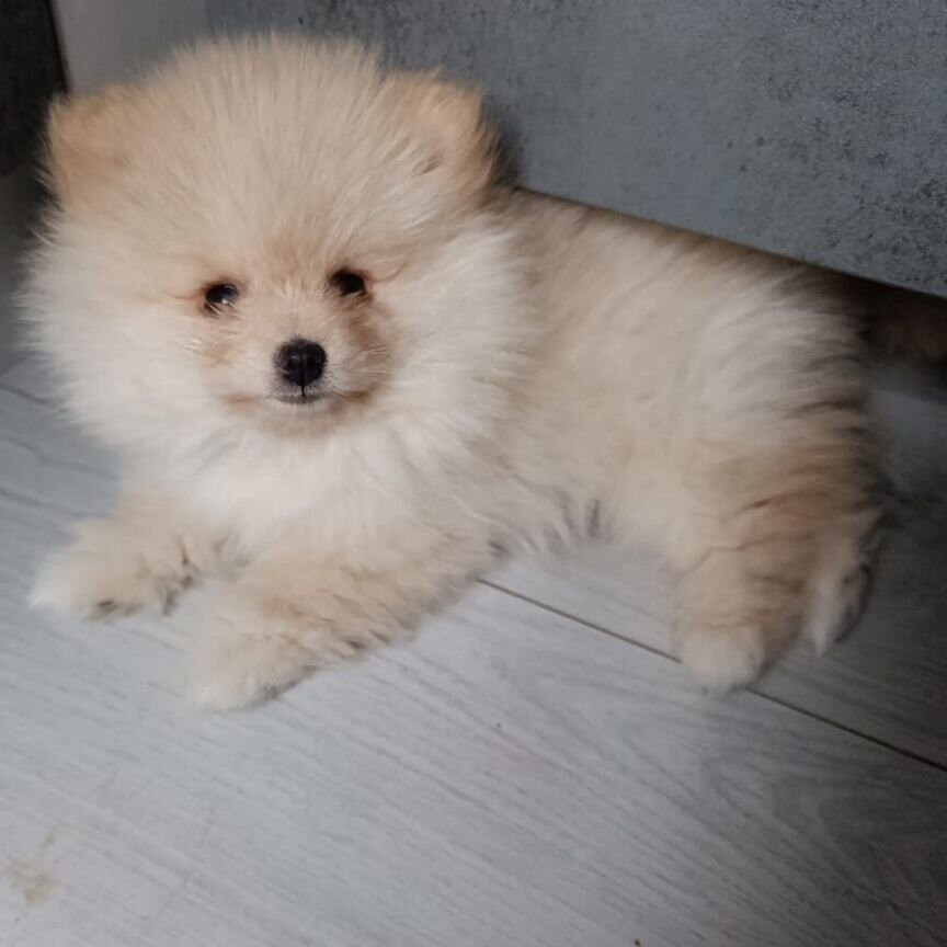 Померанский шпиц, щенок