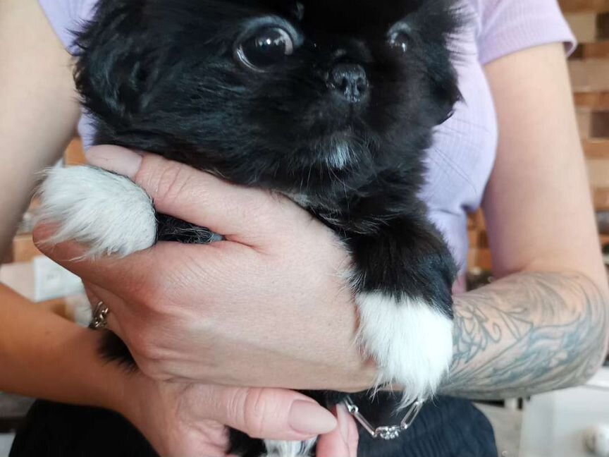 Пикинес щенки