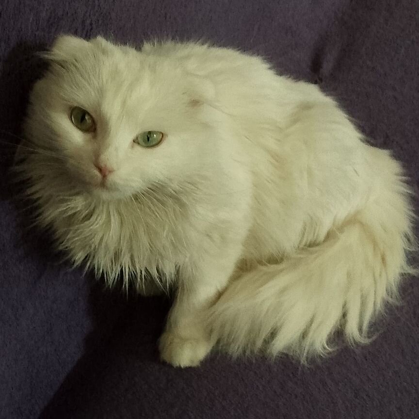 Отдам в добрые руки вислоухую кошку