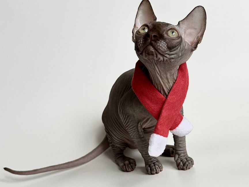 Очаровательные котята канадского сфинкса и бамбино