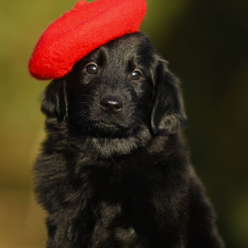 Прямошерстный ретривер, щенок