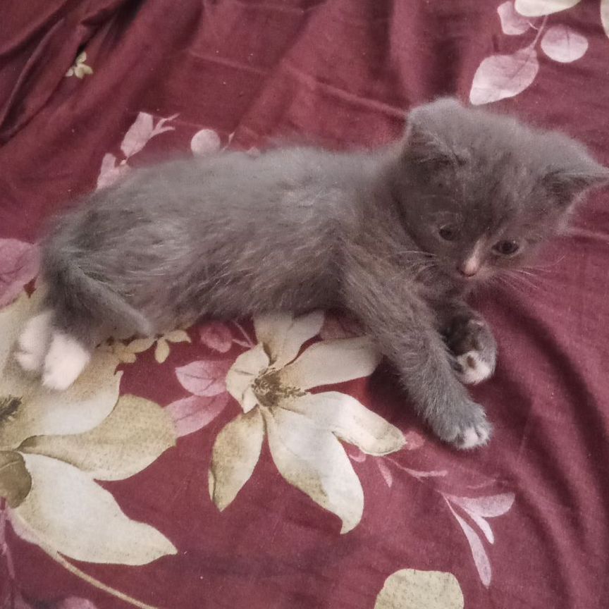 Котёнок в добрые руки