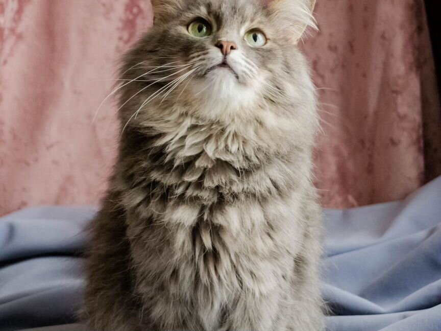 Шикарный кот Гаврюша